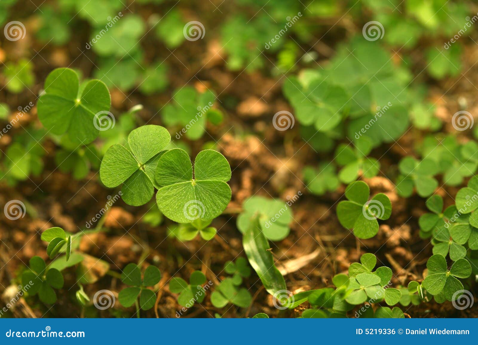 4 Leaf-Clover Forest stock photo. Image of superstition - 5219336