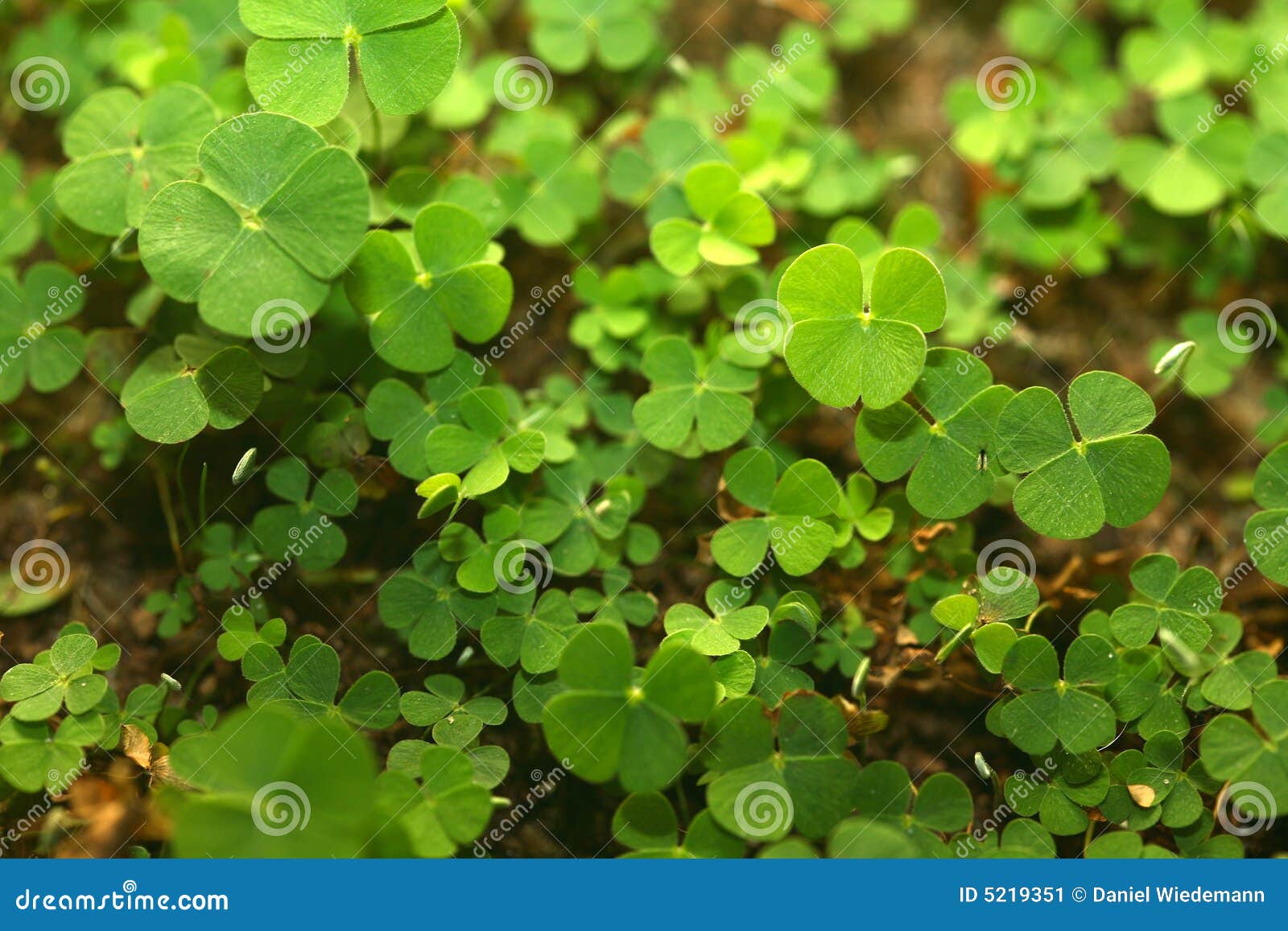 4 Leaf-Clover Forest stock image. Image of four, faith - 5219351