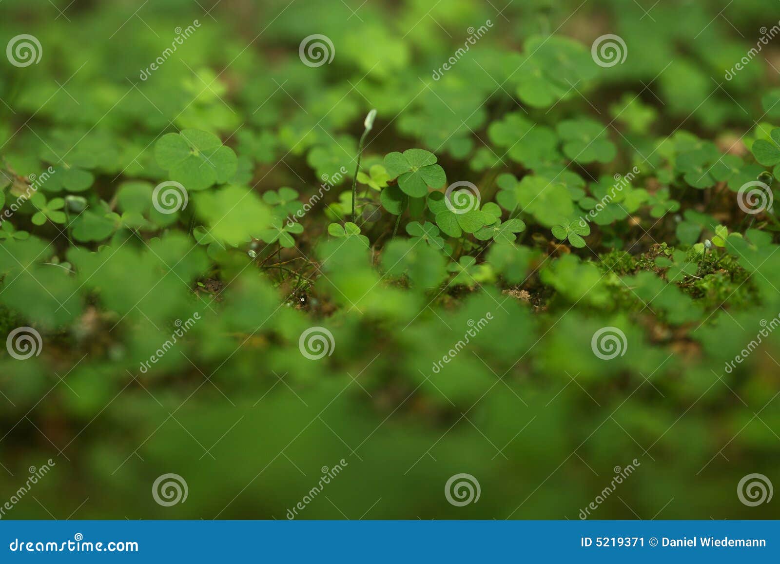 4 Leaf-Clover Forest stock image. Image of patrick, hope - 5219371