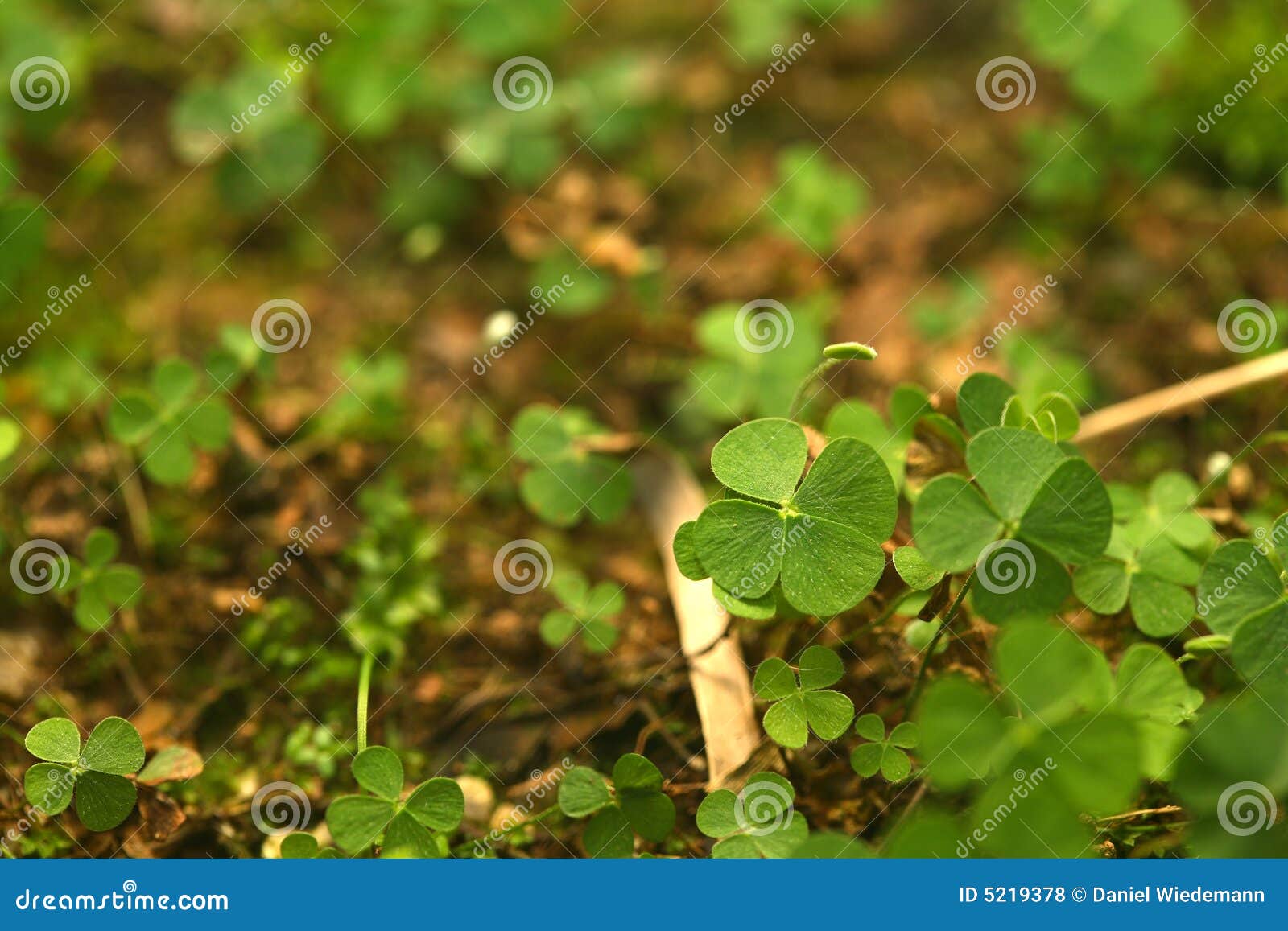 4 Leaf-Clover Forest Picture. Image: 5219378