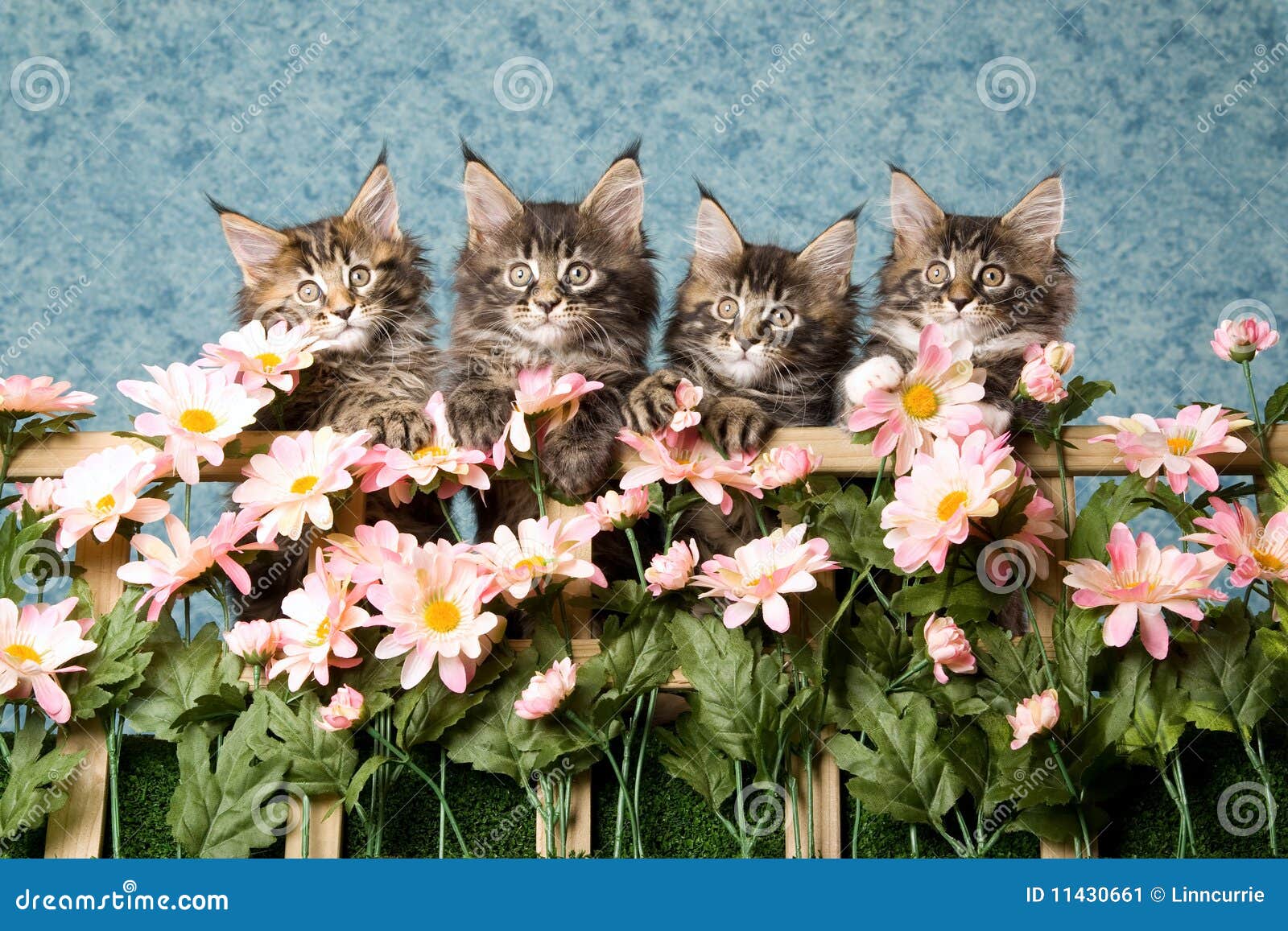 4 Maine Coon Kittens with Pink Flowers Stock Image - Image of four ...