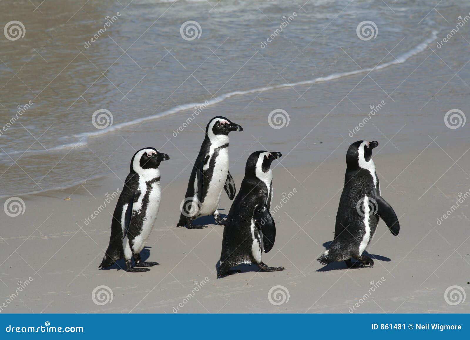 4 penguins stock image. Image of cape, current, blue, beach - 861481