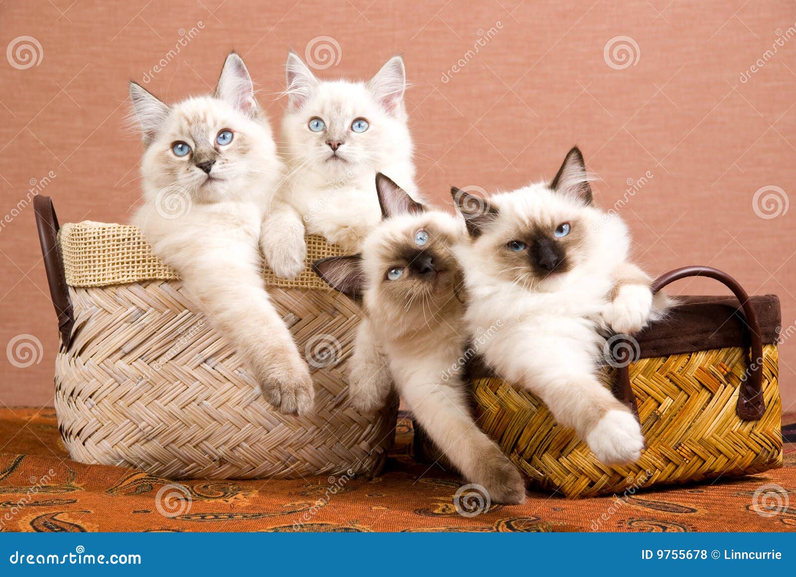 4 Ragdoll Kittens in Brown Baskets Stock Photo - Image of kitties, doll ...