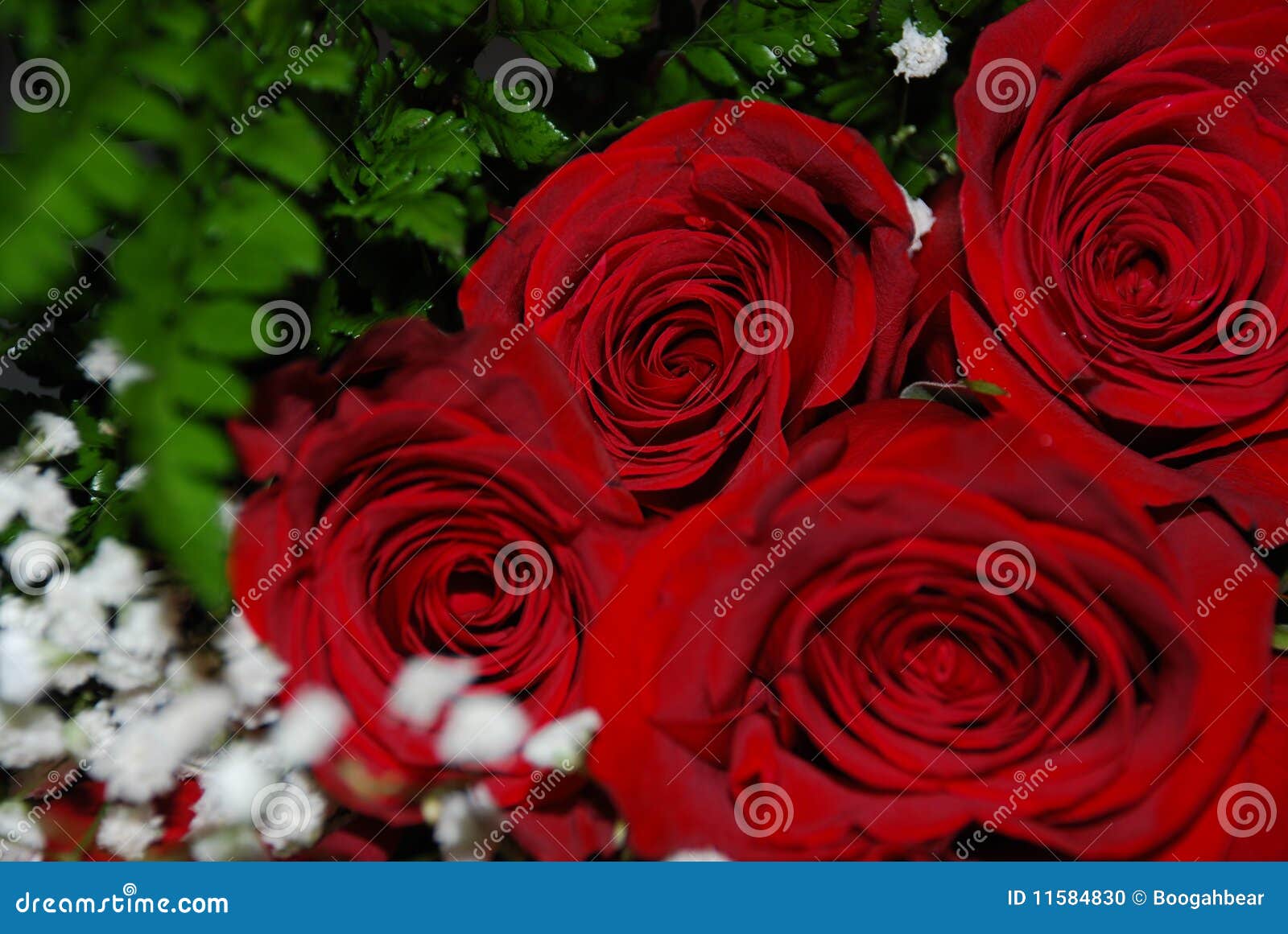 4 roses in love stock photo. Image of love, gardens, flowers - 11584830