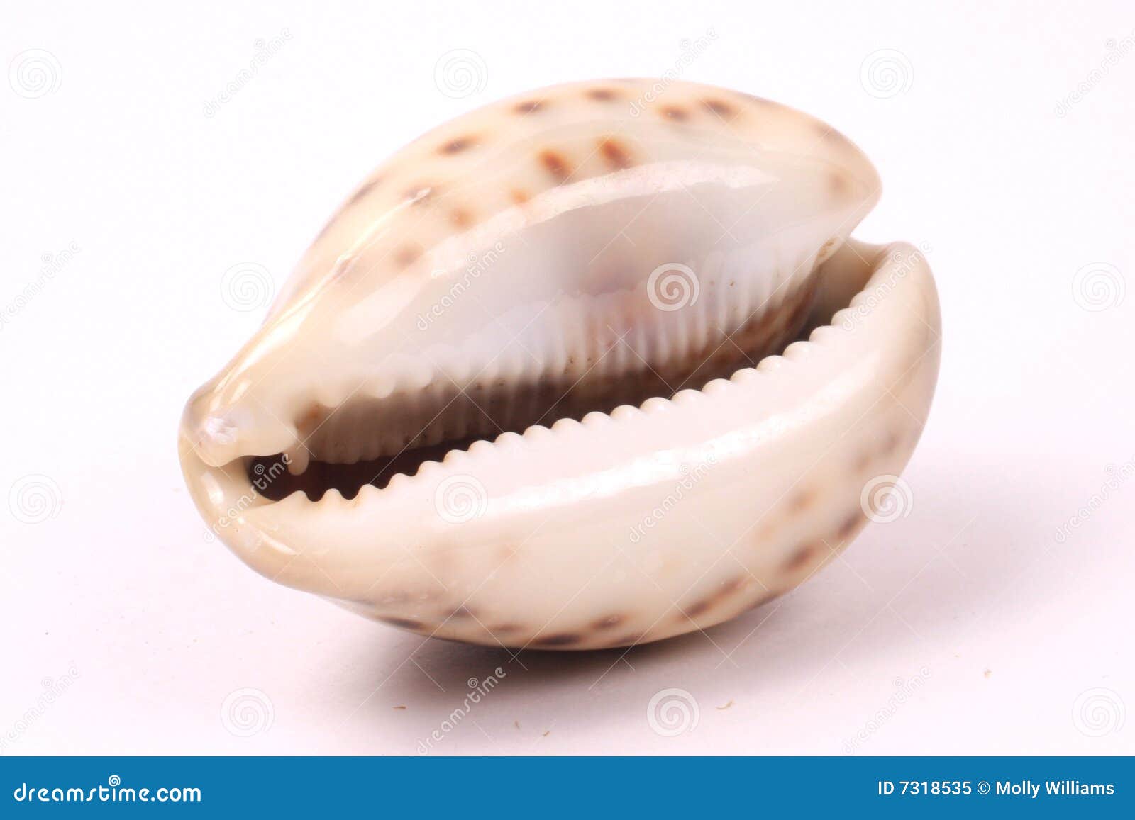 4 seashells image stock. Image du toujours, groupe, blanc - 7318535