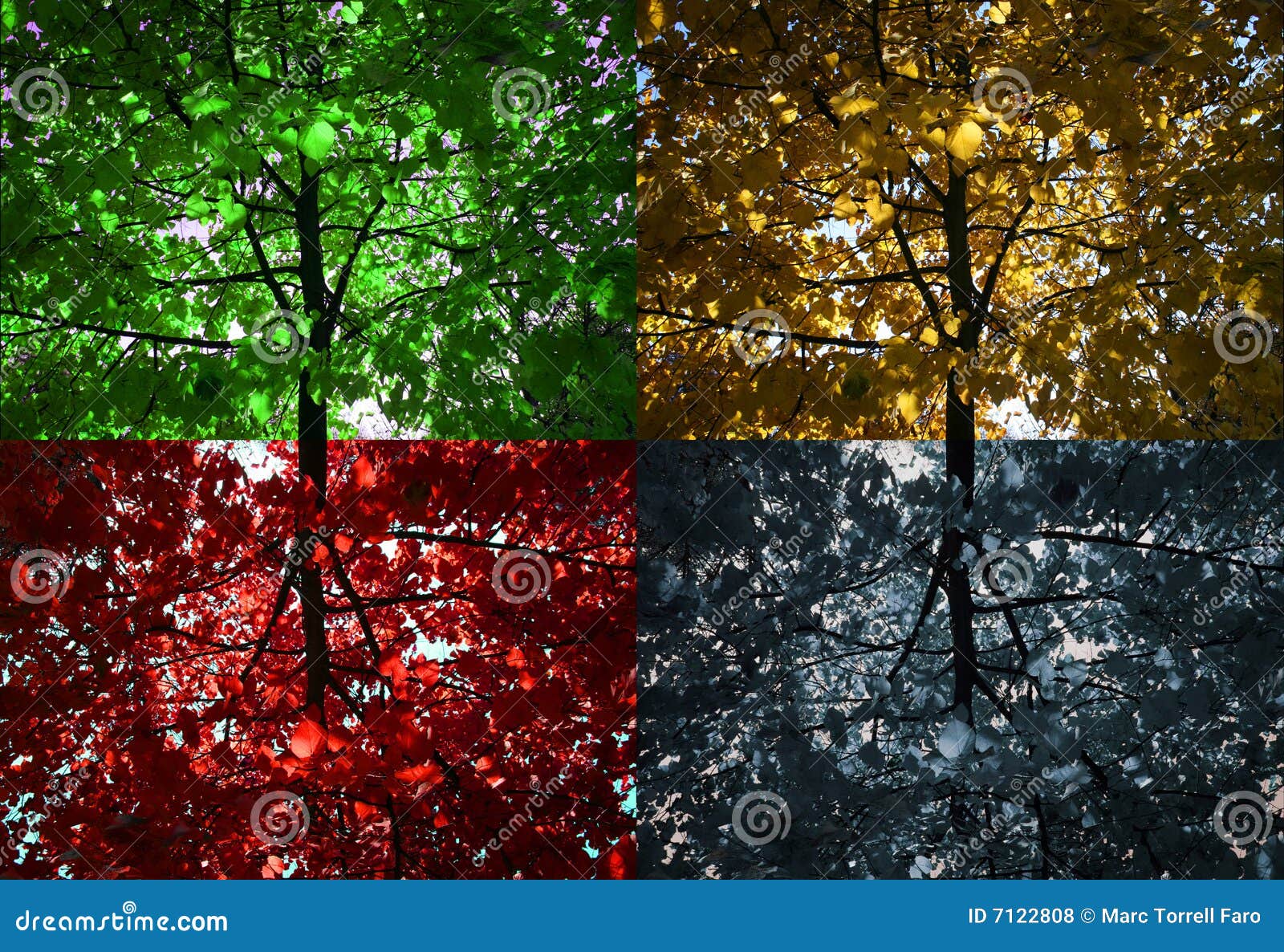 4 trees stock photo. Image of elements, cute, fall, autumn - 7122808