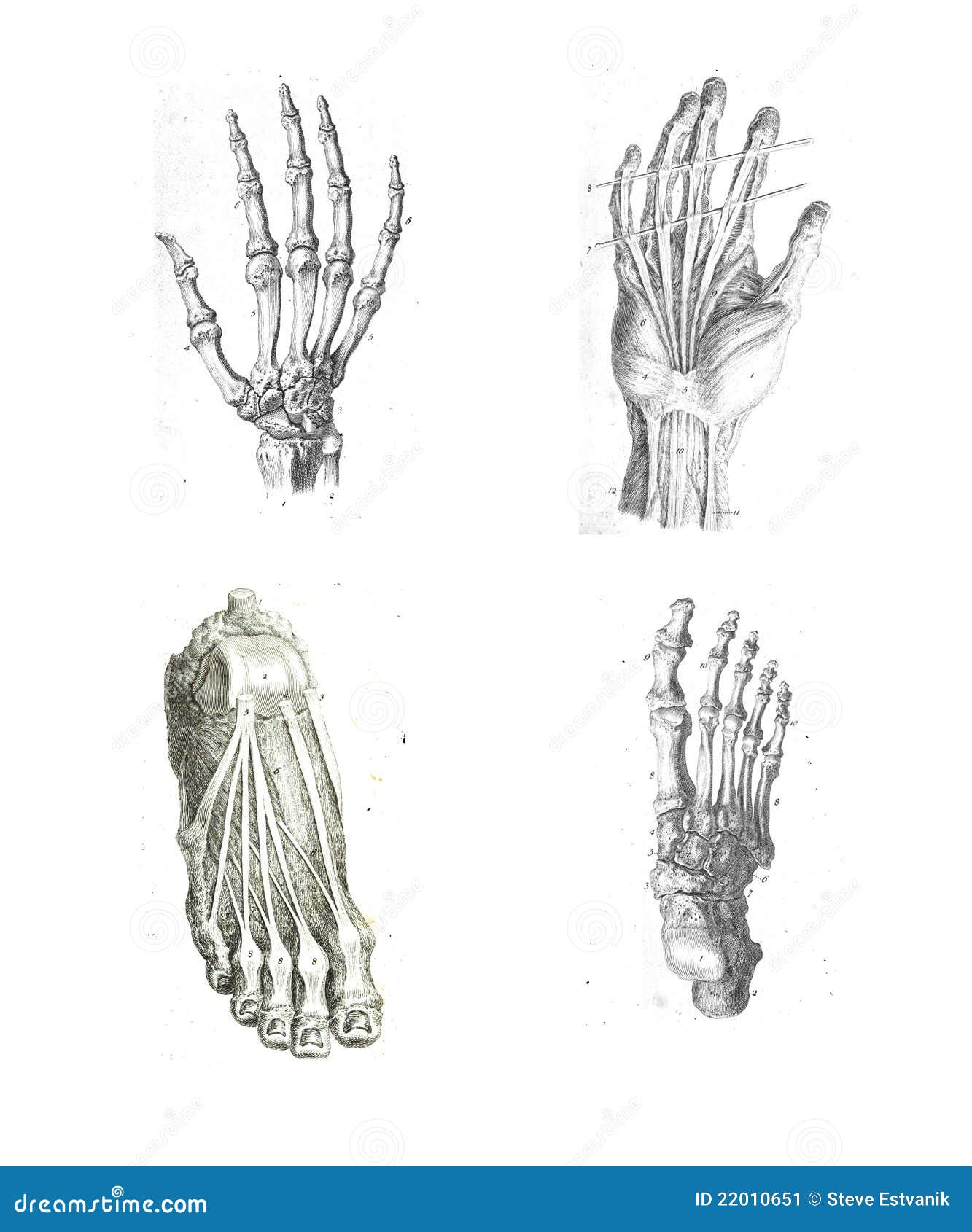4 Views of the Human Hand and Foot Editorial Photo - Illustration of ...
