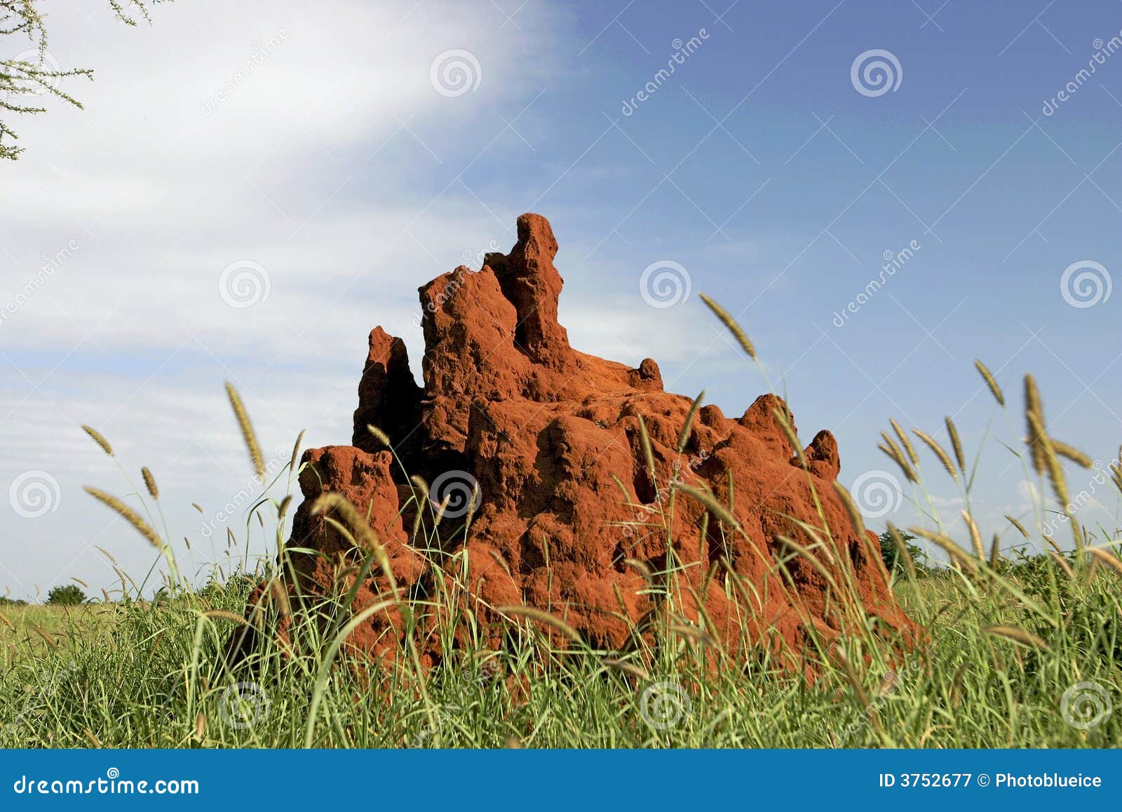 46 Termite Mound stock image. Image of insect, nest, anthill - 3752677
