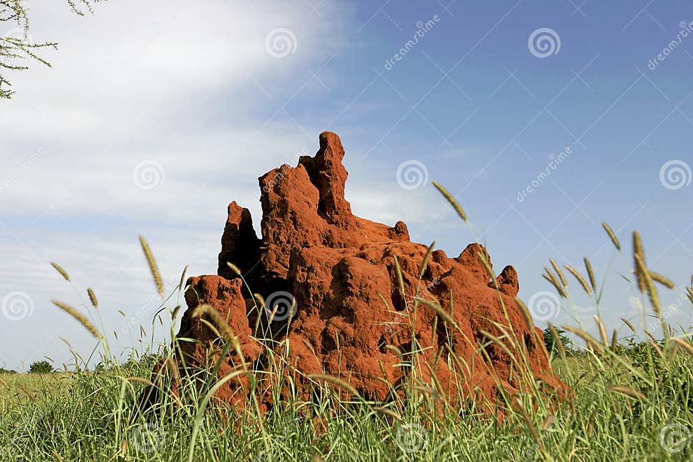 46 Termite Mound stock image. Image of insect, nest, anthill - 3752677