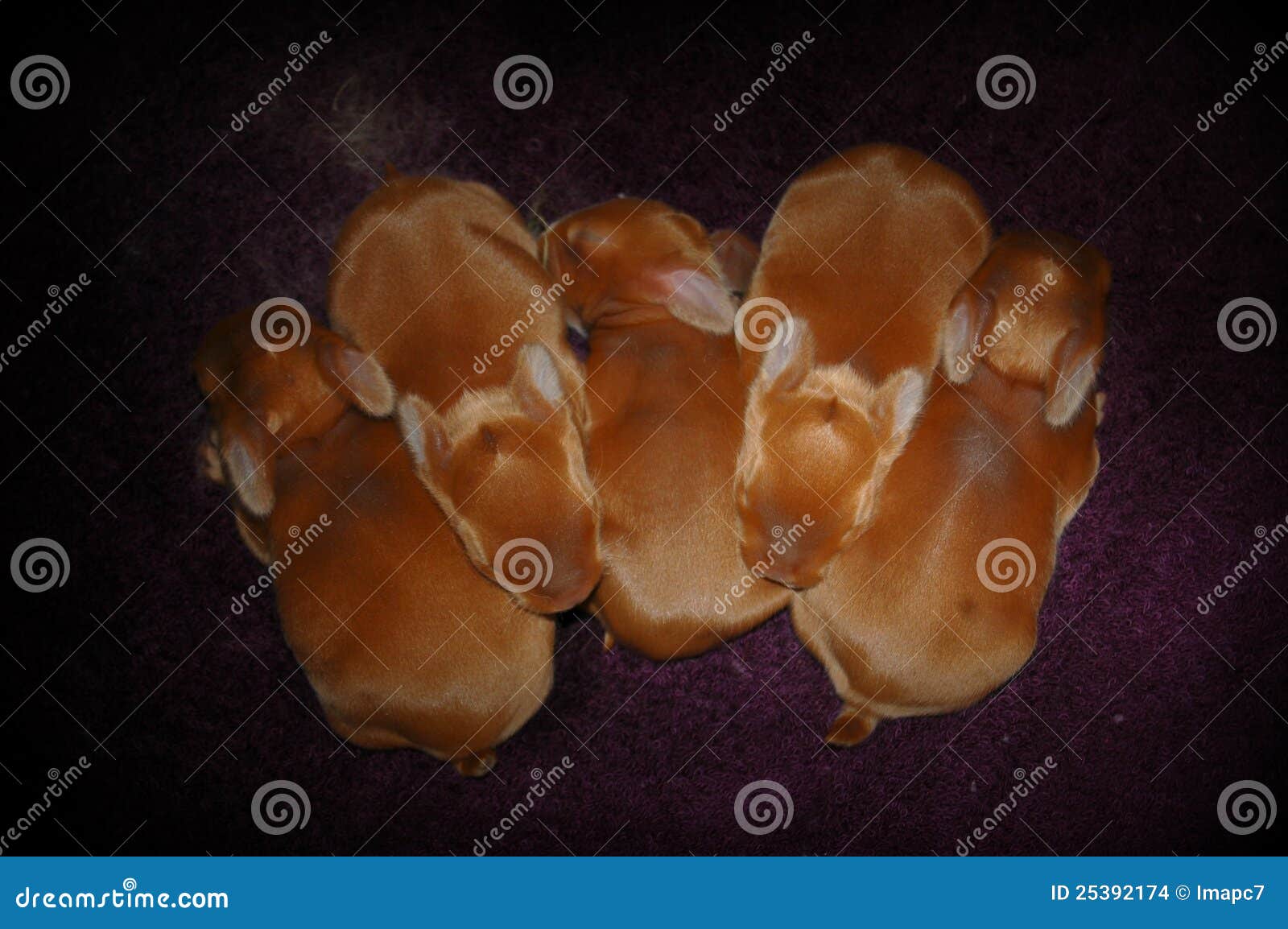 Baby Rabbits. Raising & Breeding Rabbits On The Farm In The Wooden Cage ...