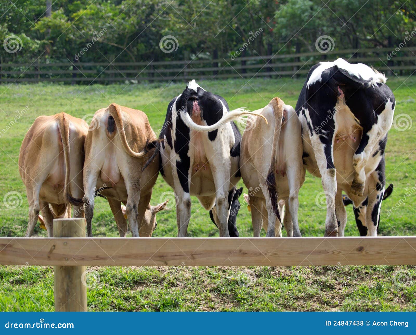 5 Cows on the Grassland Showing Their Butts Stock Photo - Image of ...