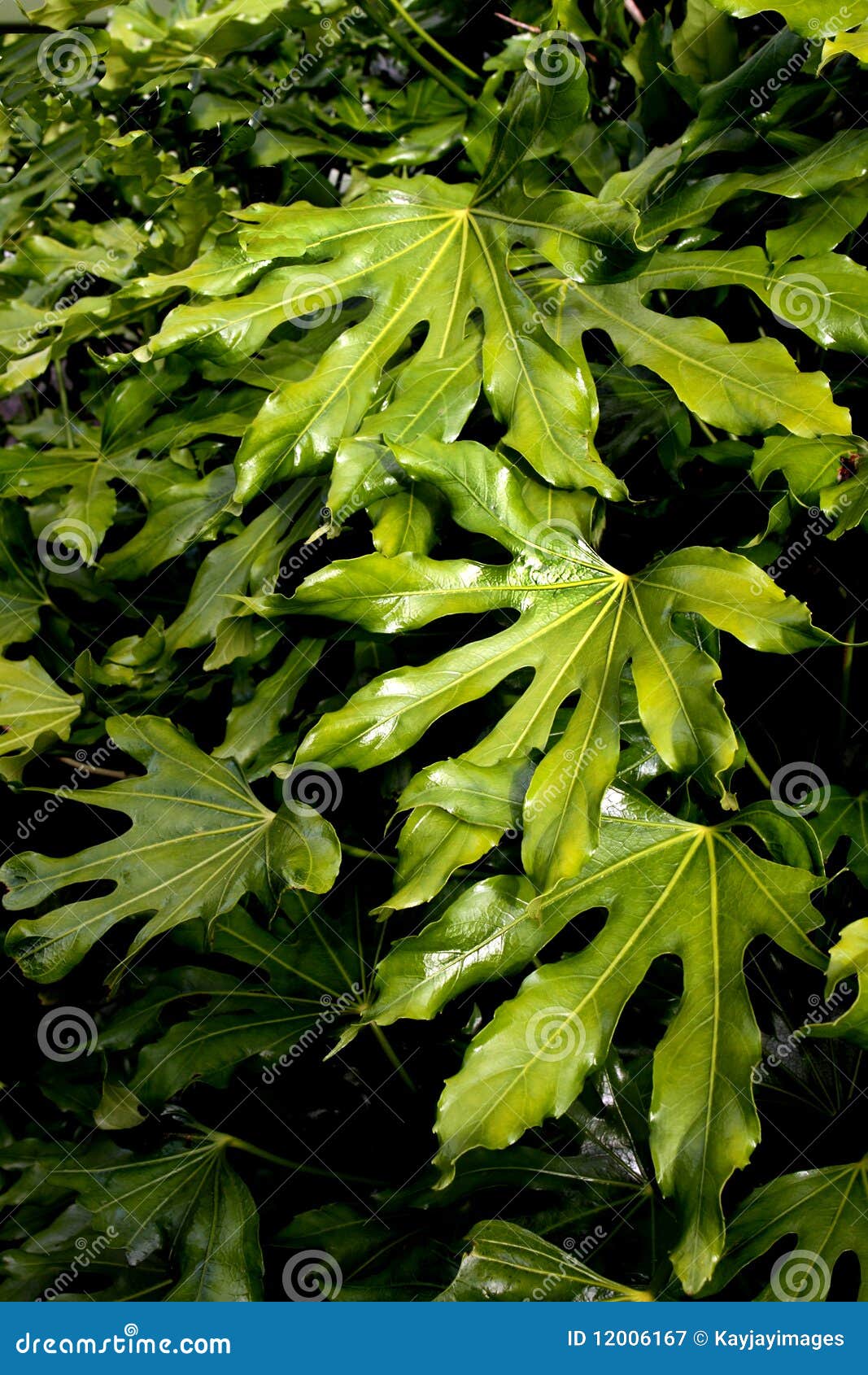 5 Finger Plant Leaves Royalty Free Stock Photography - Image: 12006167