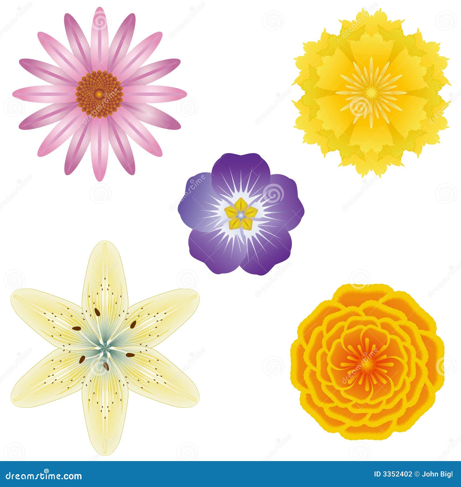 5 flower illustrations stock vector. Illustration of dianthus - 3352402