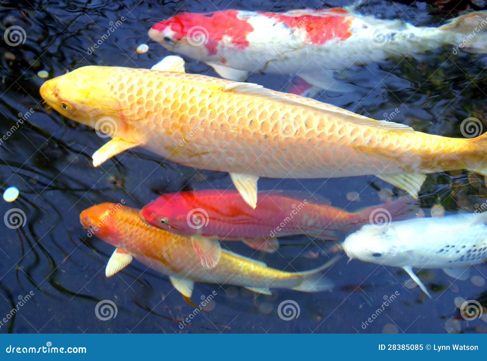 5 koi fish stock image. Image of japanese, asian, swim - 28385085