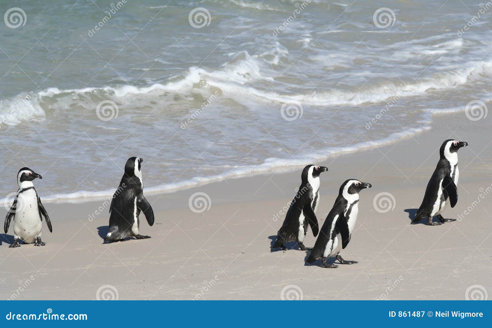 5 Penguins stock image. Image of seashore, reserve, breaker - 861487