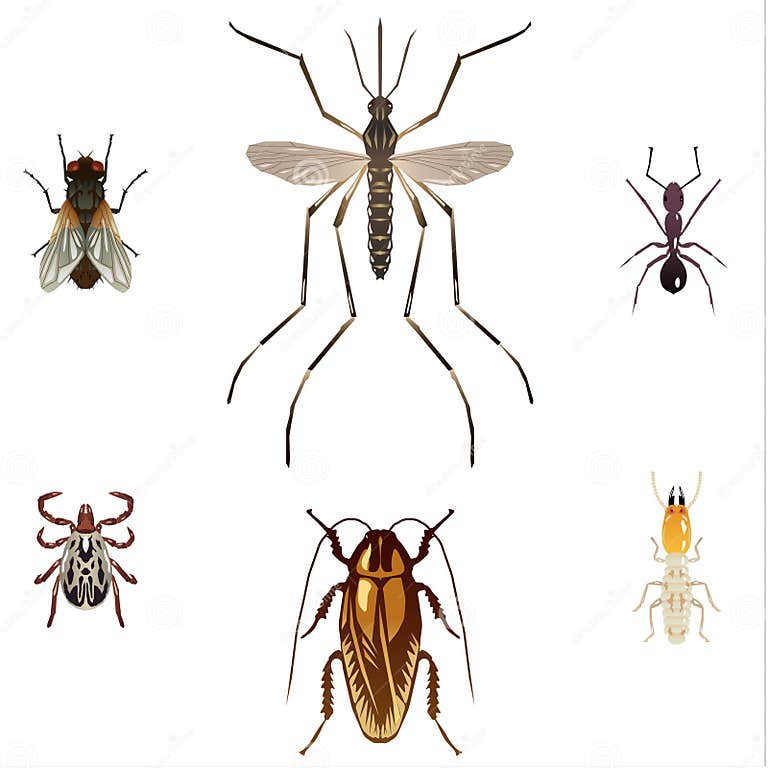 5 Pest insects stock vector. Illustration of house, cockroach - 3337129