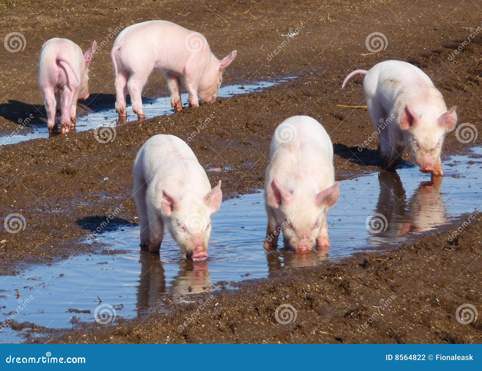 5 piglets stock photo. Image of piglet, thirsty, farmyard - 8564822