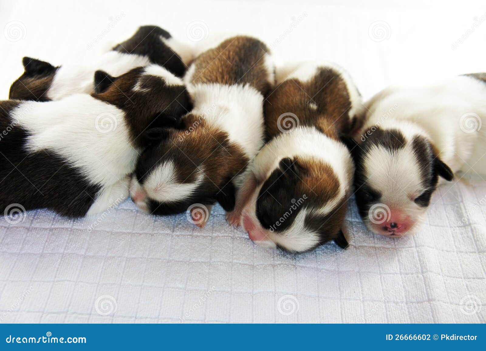 5 puppies to sleep stock photo. Image of enfant, belt - 26666602