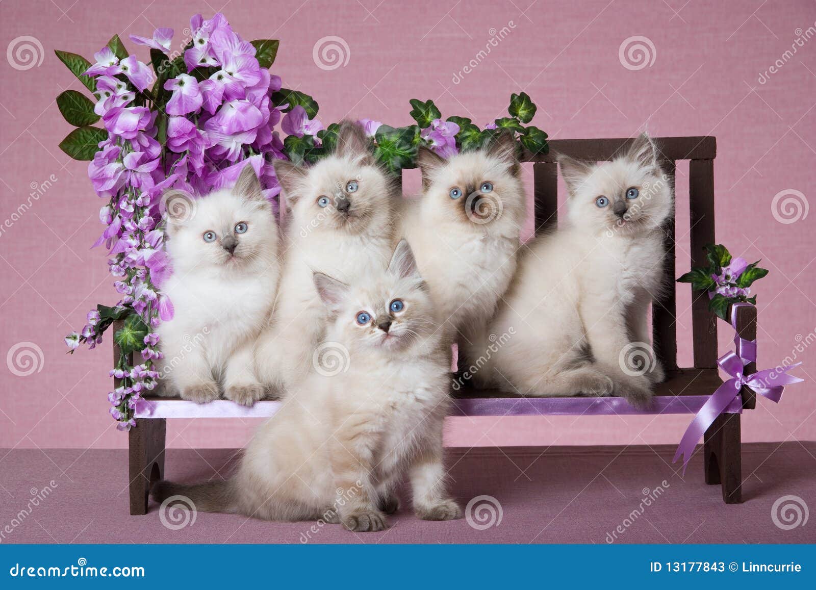 5 Ragdoll Kätzchen Auf Minibank Stockbild - Bild von blumen ...