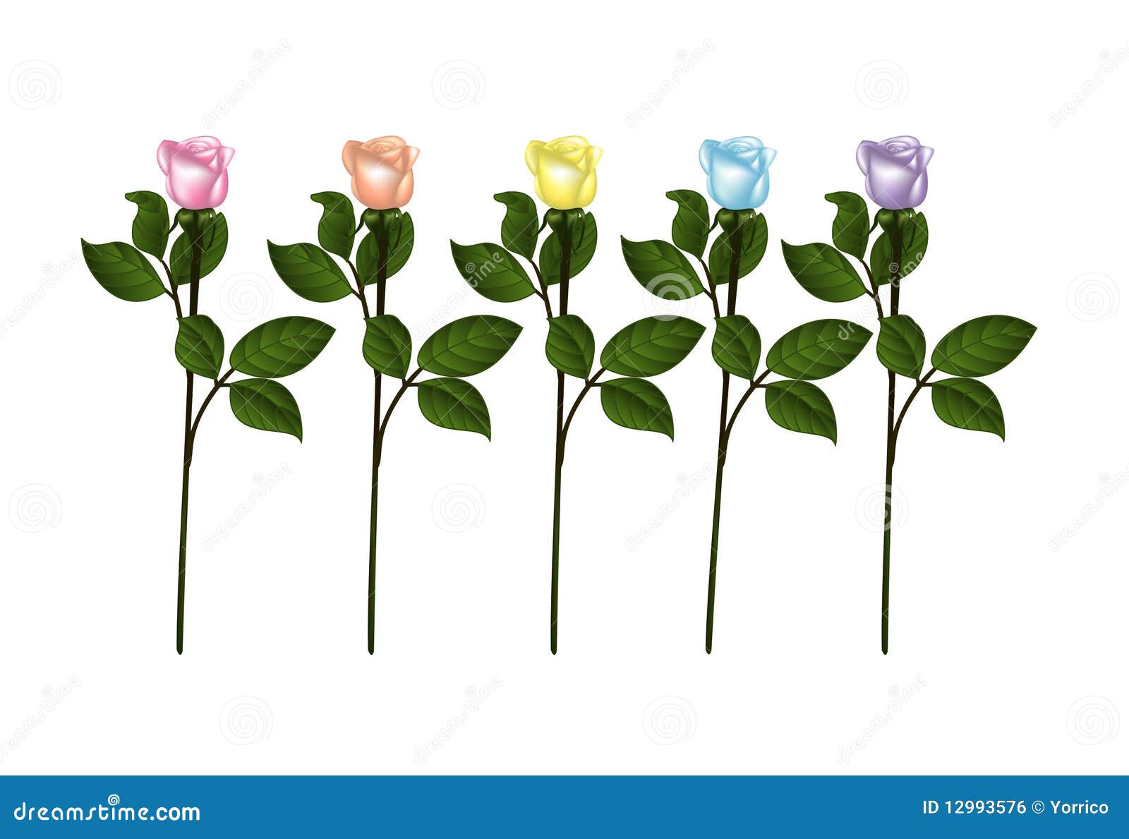 5 rosas fijadas ilustración del vector. Ilustración de brote - 12993576