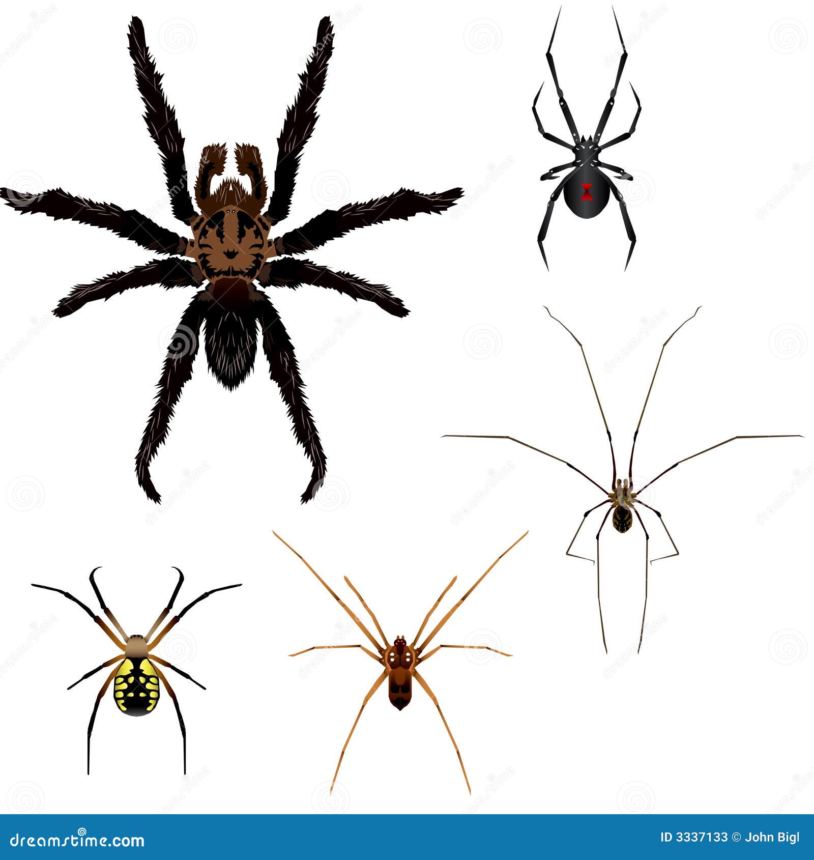 5 Spider illustrations stock vector. Illustration of insect - 3337133