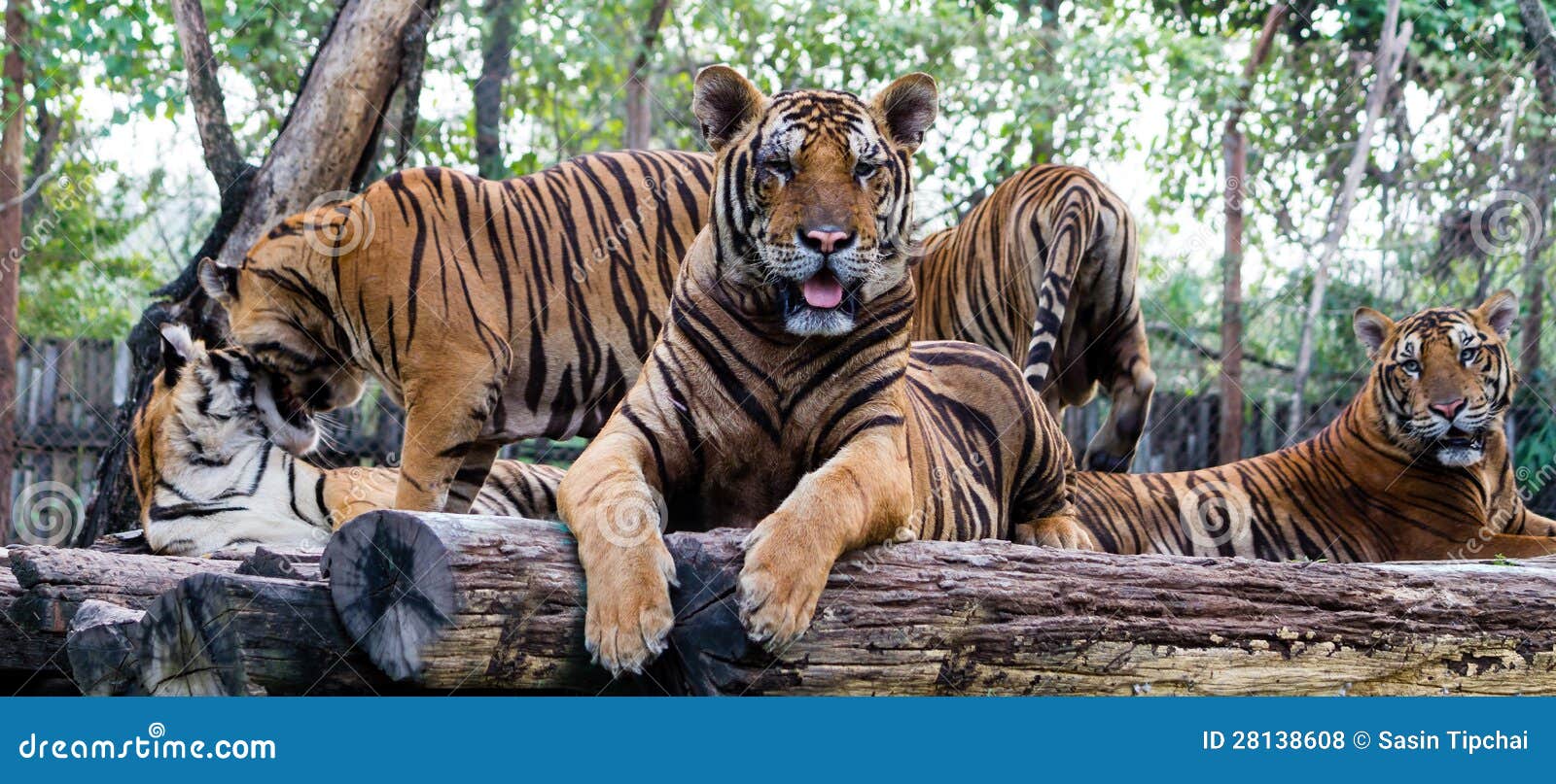 5 Tigers stock photo. Image of cative, side, forest, tigris - 28138608