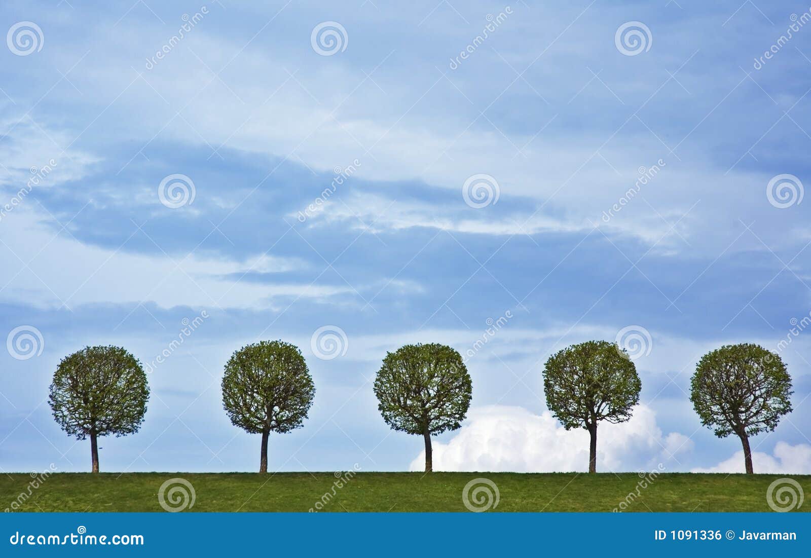 5 trees stock photo. Image of alone, ground, outside, clear - 1091336