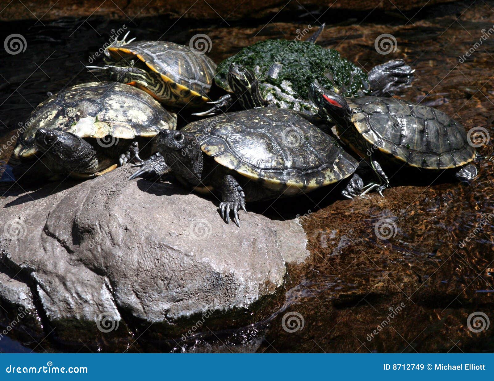 5 Turtles stock image. Image of climb, turtles, mossy - 8712749