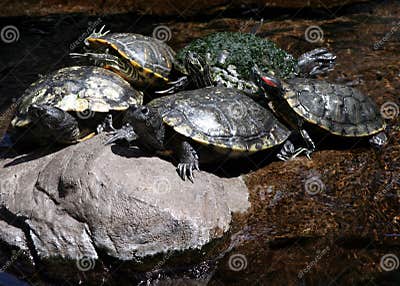 5 Turtles stock image. Image of climb, turtles, mossy - 8712749