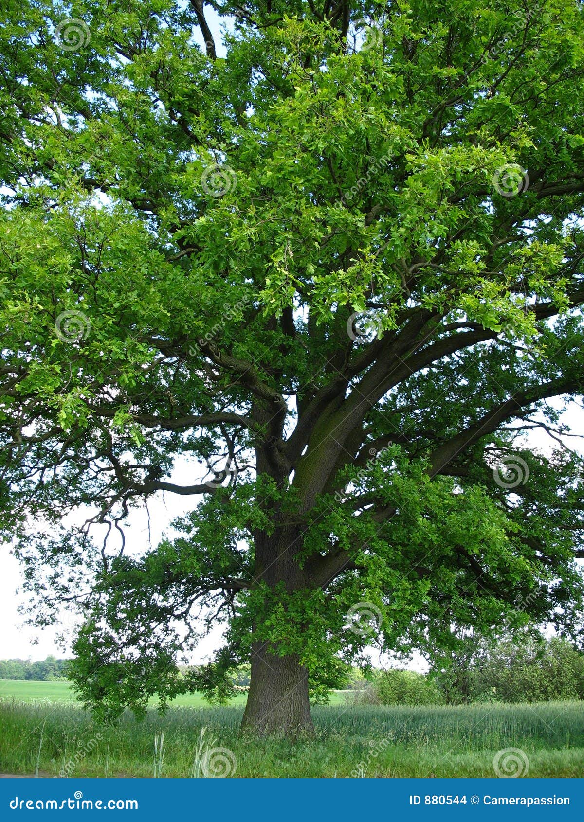 500 Jahre alte Eichenbaum stock abbildung. Illustration von blatt - 880544