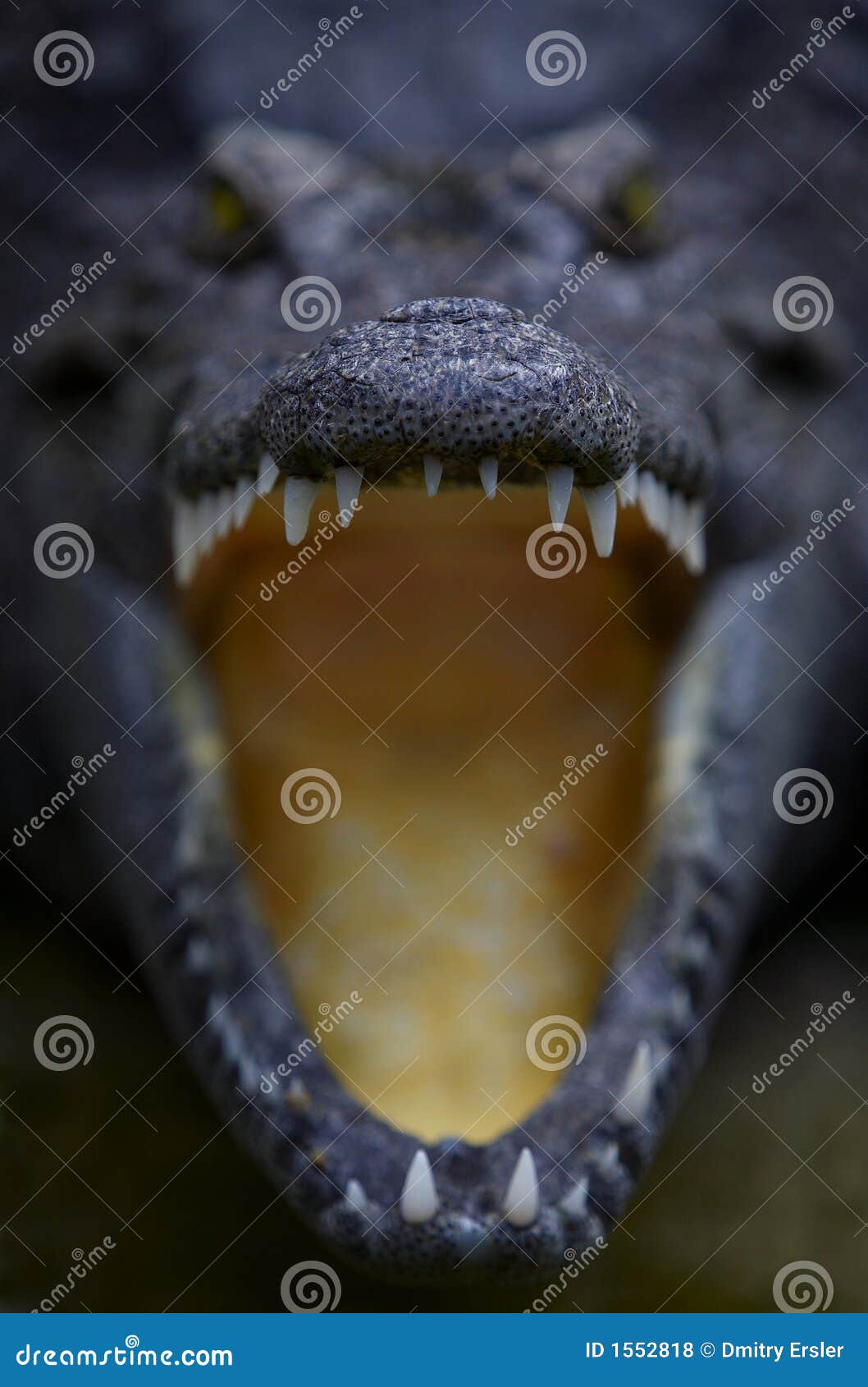 163 Bloodthirsty Predator Stock Photos - Free & Royalty-Free Stock ...