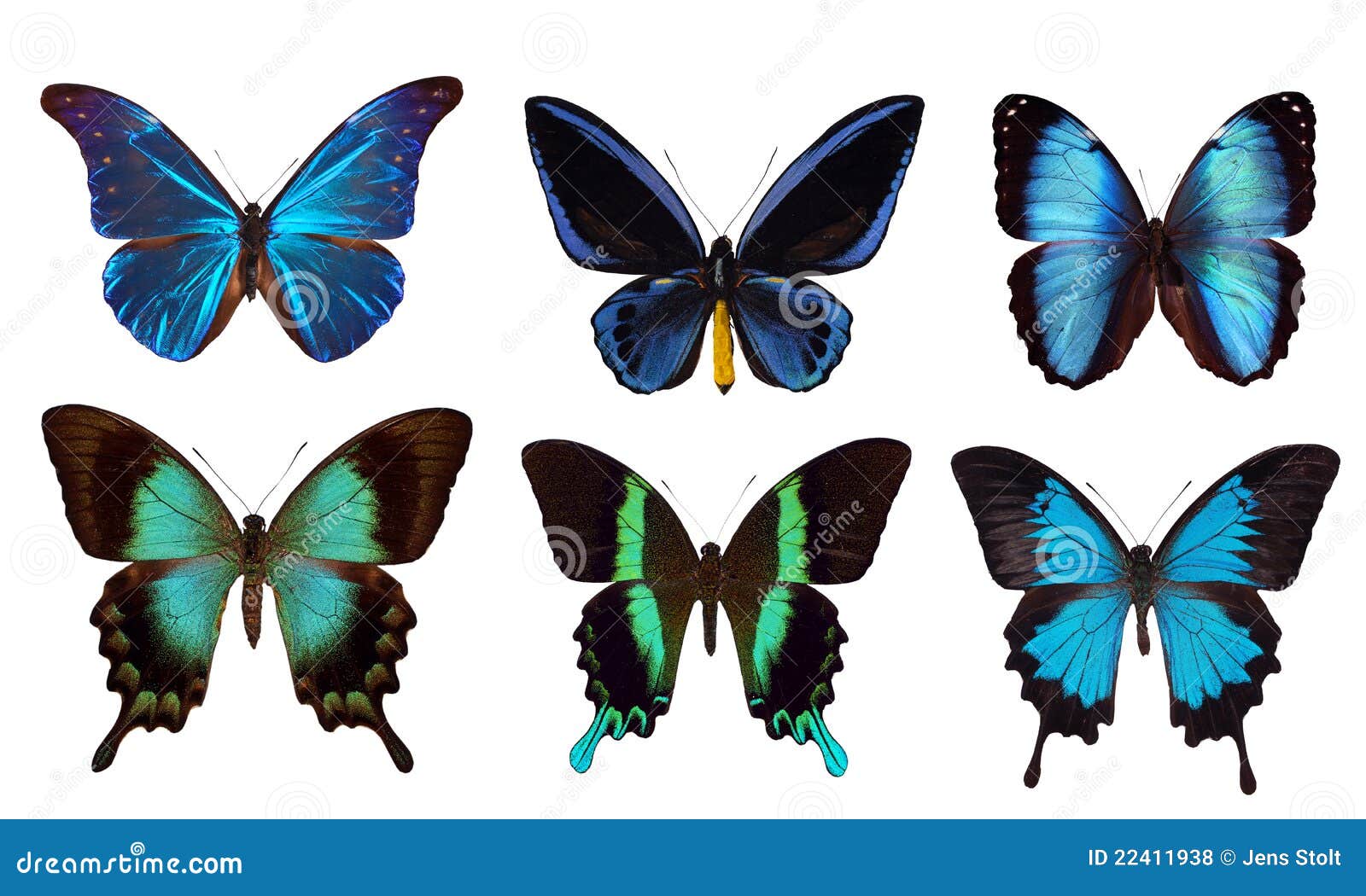 6 blue butterflies stock illustration. Illustration of monarch - 22411938