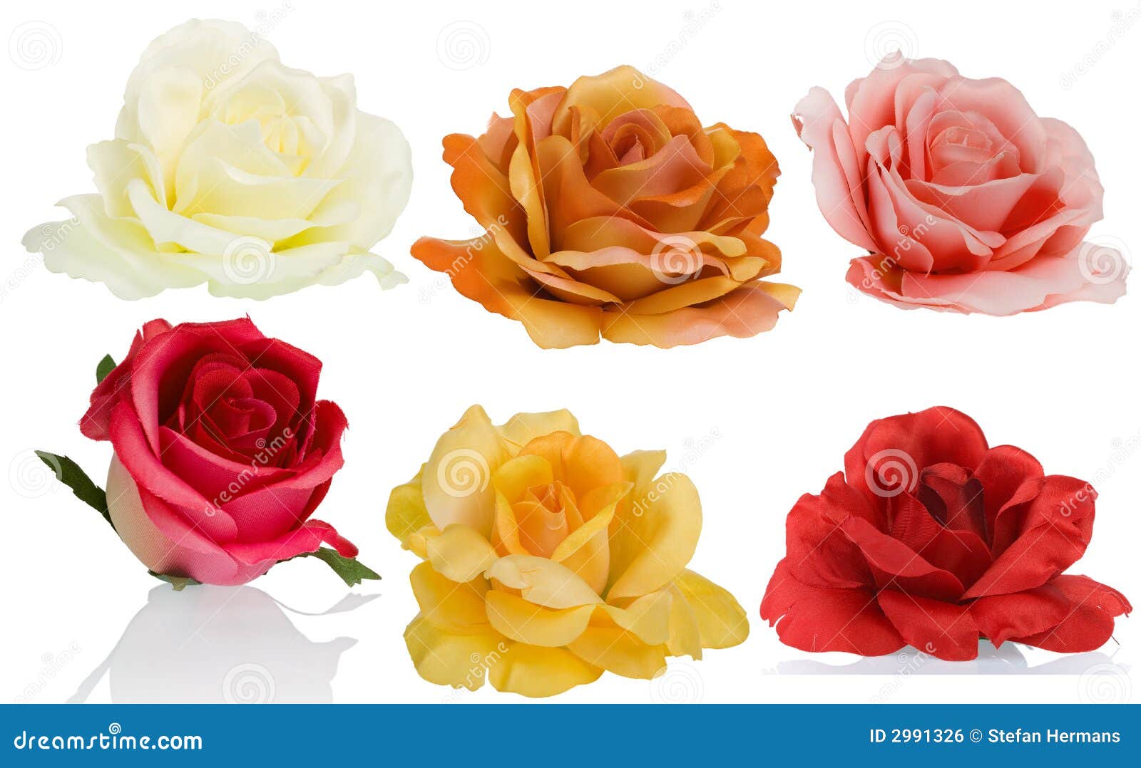 6 roses seen from aside stock illustration. Illustration of pattern ...