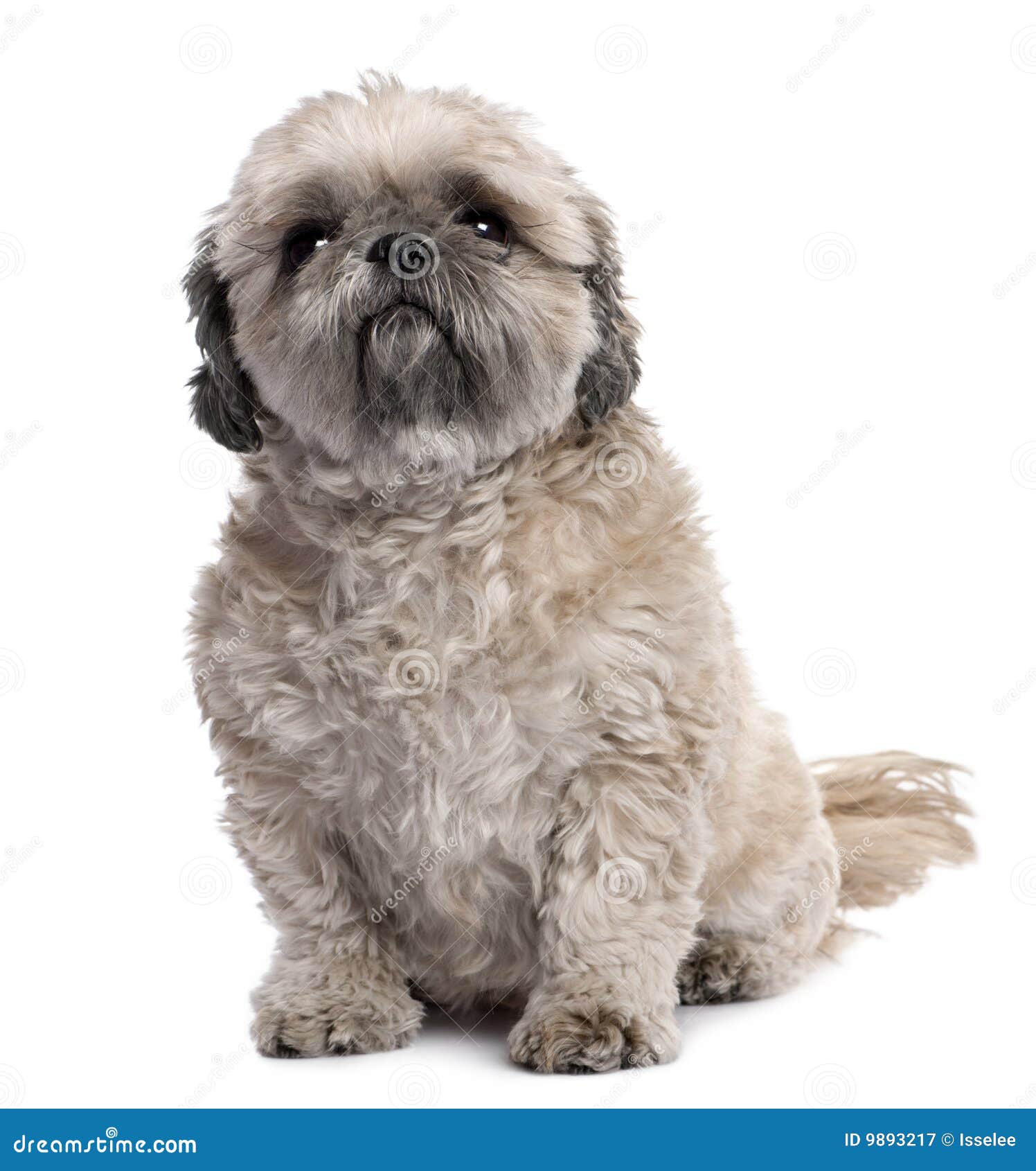 6 Vieux Ans Gris De Tzu De Shih Image stock - Image du indoors ...