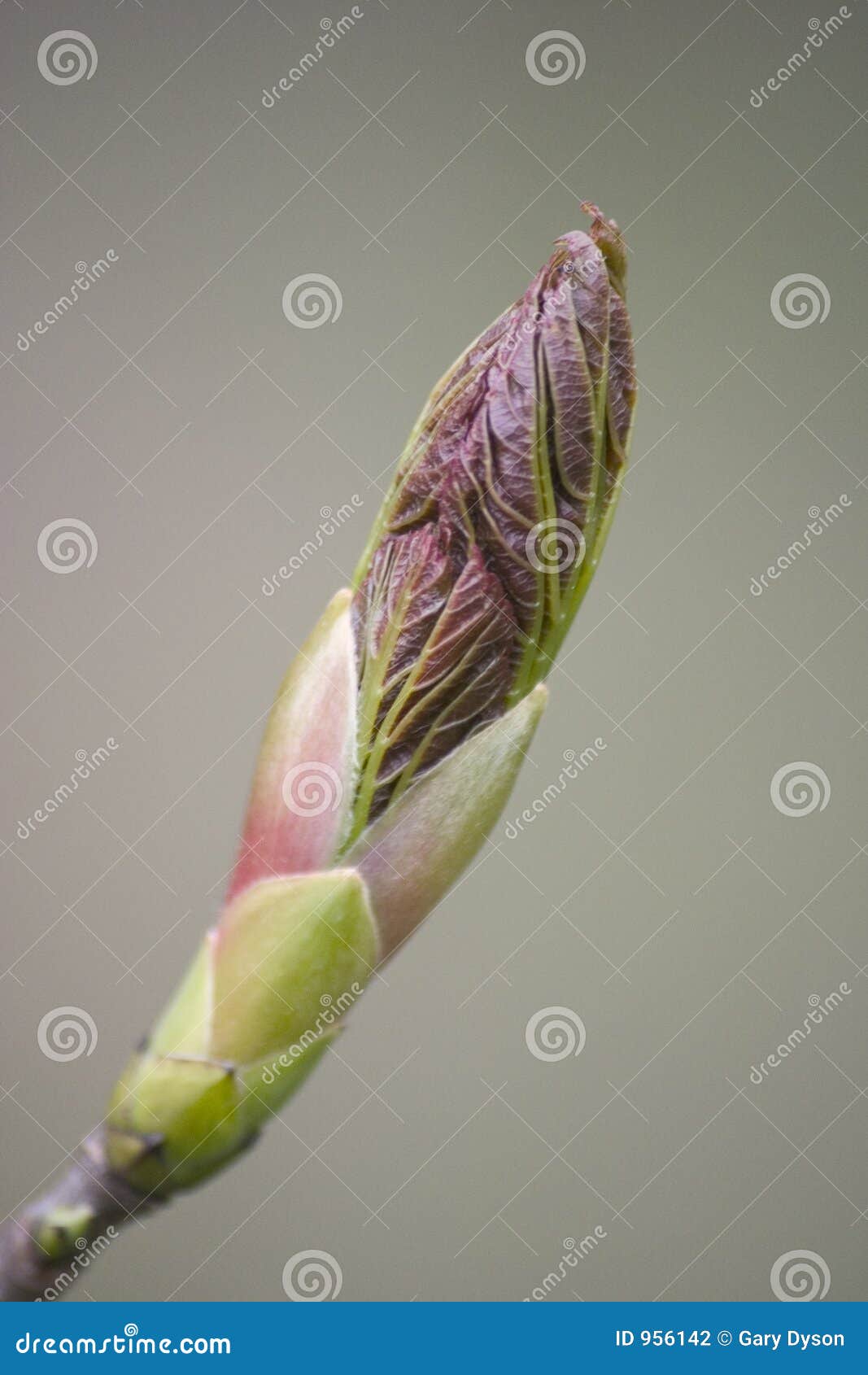 6881 Spring Leaf Buds stock photo. Image of leaves, life - 956142