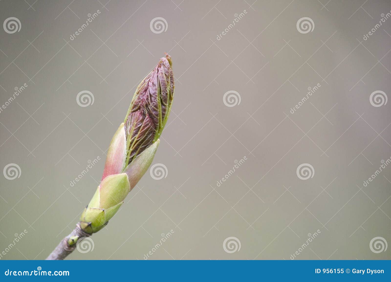 6882 Spring Leaf Buds stock image. Image of opening, leaf - 956155