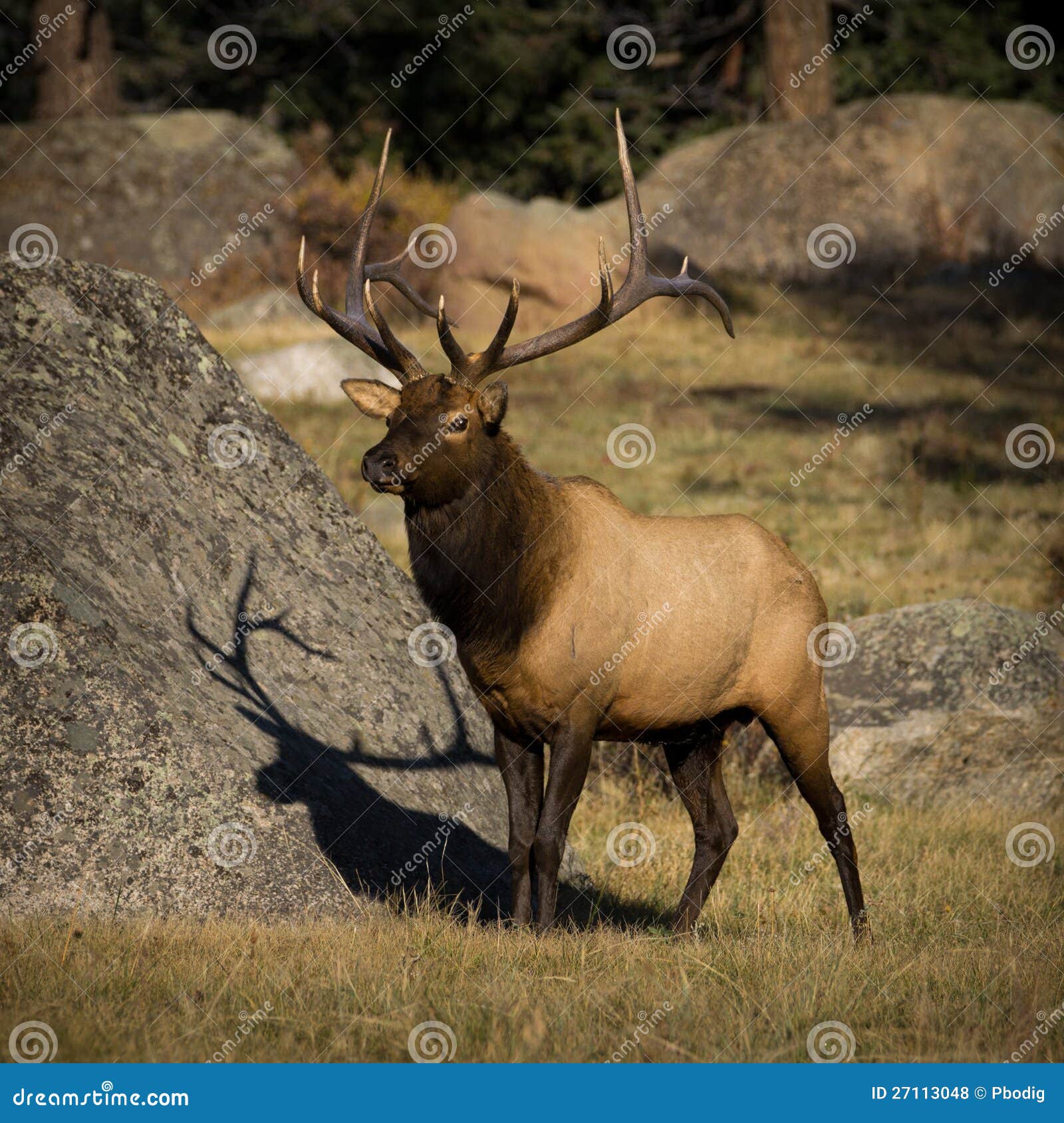 6X6 Bull Elk stock photo. Image of wildlife, canadensis - 27113048