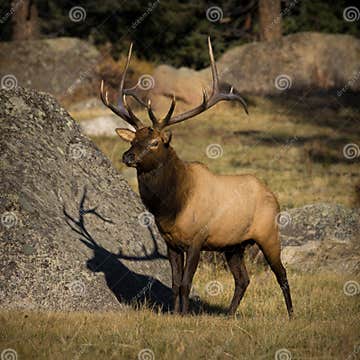 6X6 Bull Elk stock photo. Image of wildlife, canadensis - 27113048