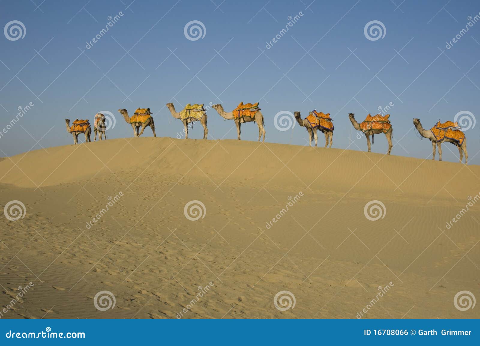 8 camels in a row stock photo. Image of jaisalmer, india - 16708066