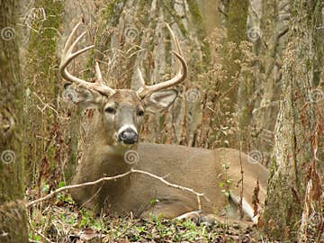 8 Point Buck Bedded stock image. Image of rack, fall, buck - 90733
