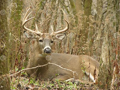 8 Point Buck Bedded stock image. Image of rack, fall, buck - 90733