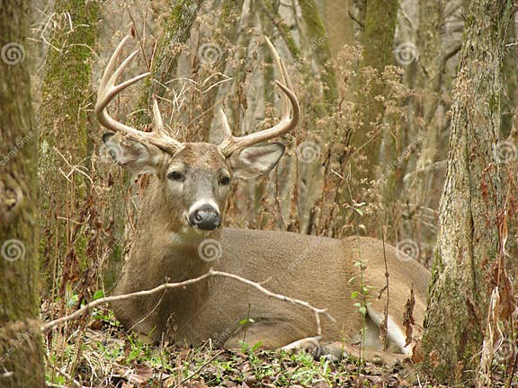 8 Point Buck Bedded stock image. Image of rack, fall, buck - 90733