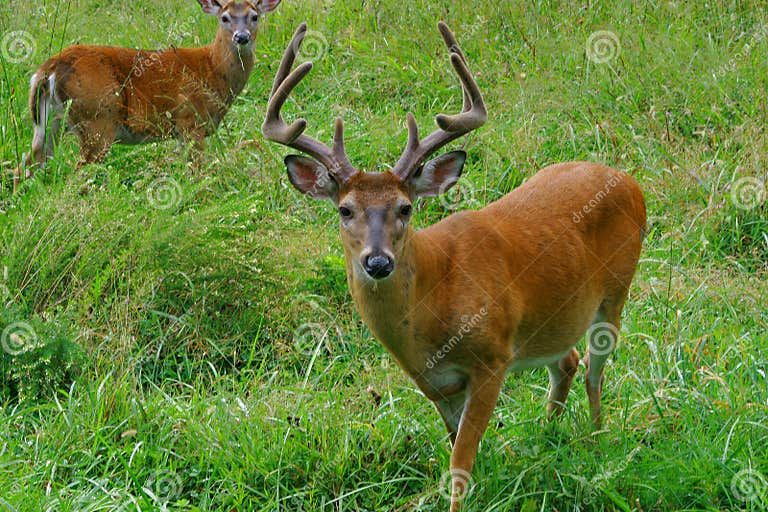 8 Point Buck White Tail Deer Stock Photo - Image of velvet, ears: 6232228
