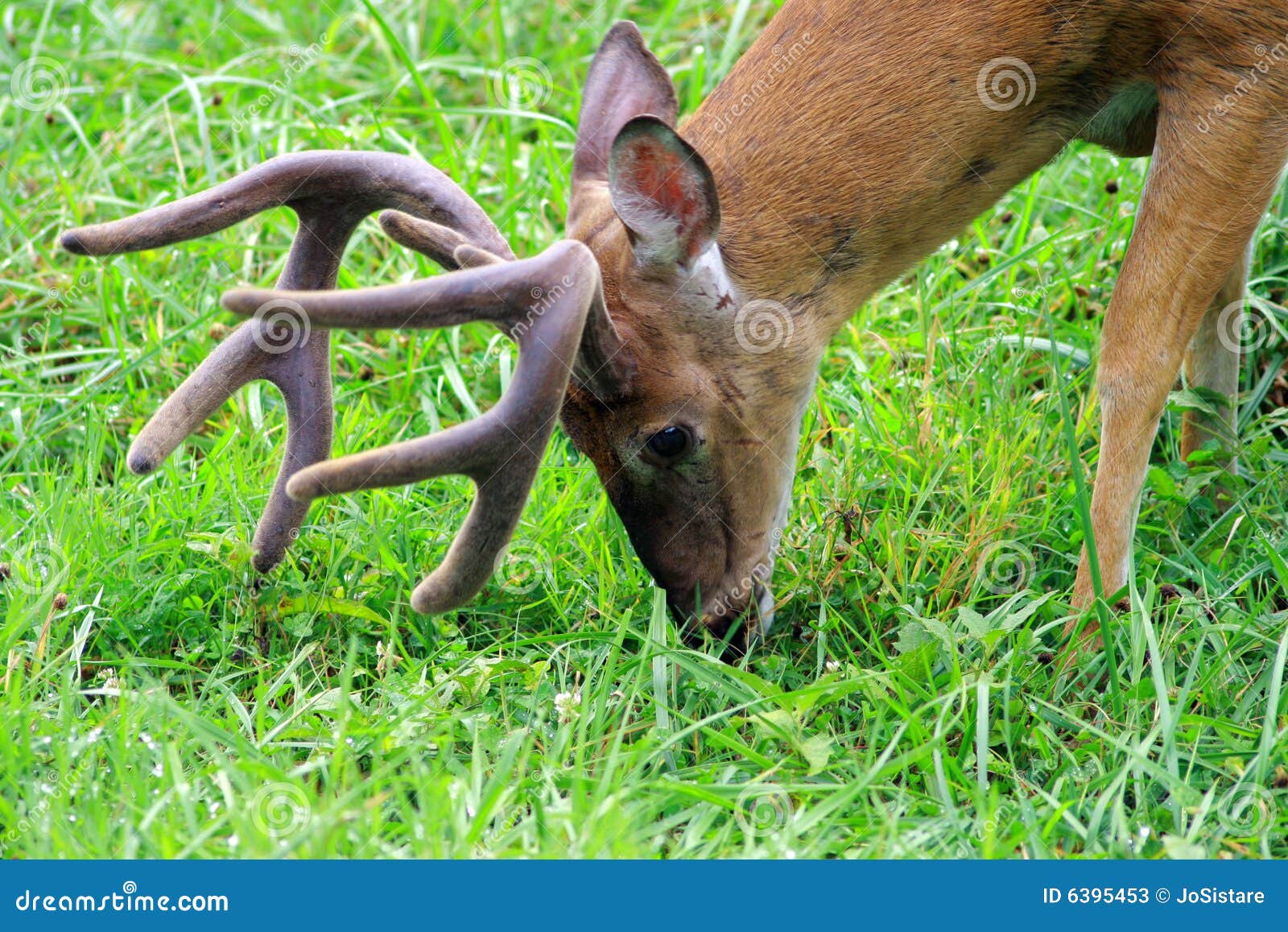 8 Point Buck White Tail Deer Stock Image - Image of brown, nature: 6395453