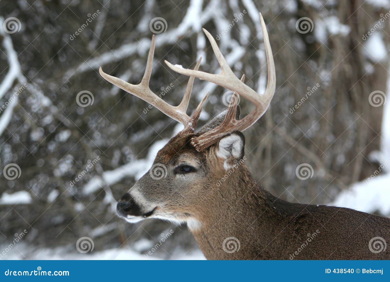 8 Point Rack Whitetail Buck in the Snow Stock Photo - Image of woods ...