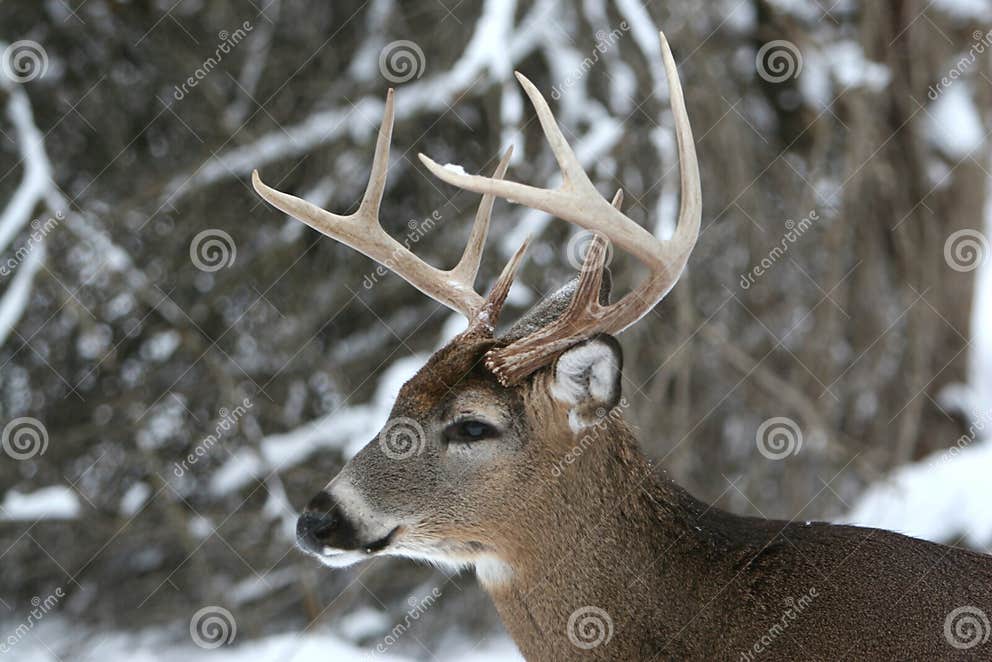 8 Point Rack Whitetail Buck in the Snow Stock Photo - Image of woods ...