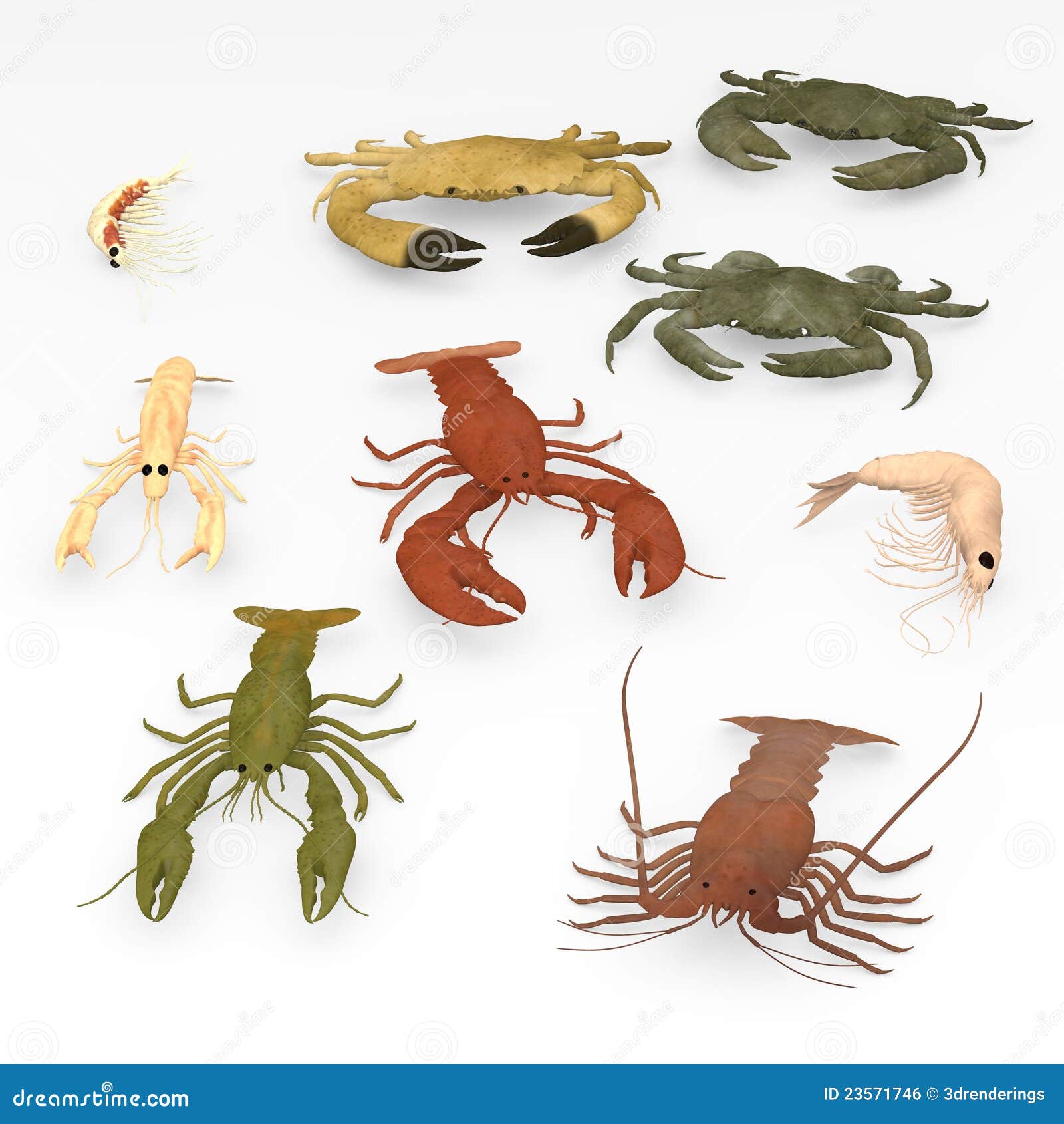 9 animales crustáceos stock de ilustración. Ilustración de pescados ...