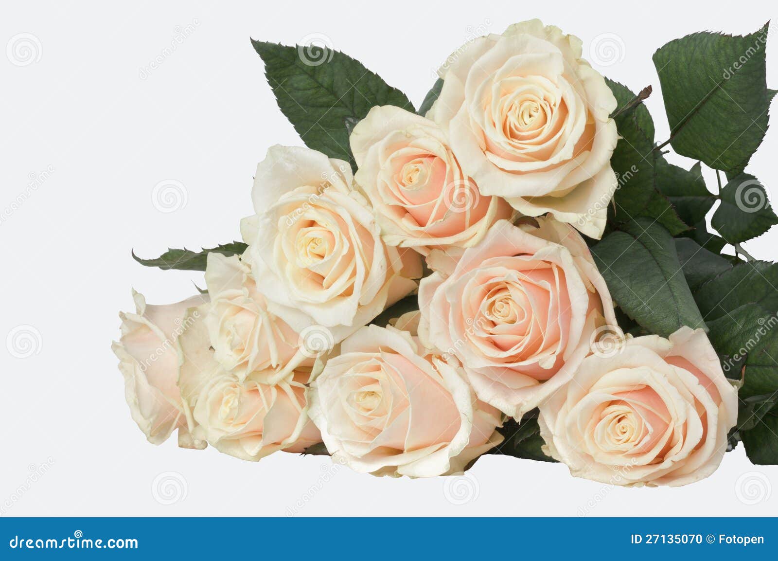 9 rosas rosas claras foto de archivo. Imagen de flora - 27135070