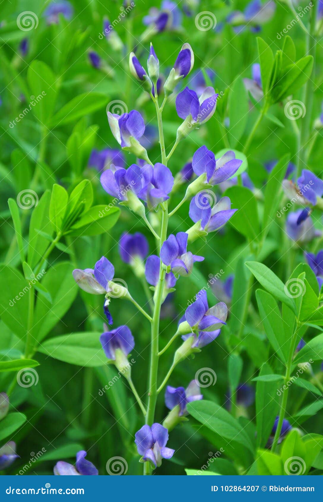 Añil Salvaje Azul (Baptisia Australis) Imagen de archivo - Imagen de ...