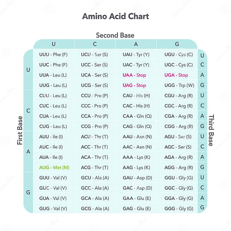 Amino Acid Codon Table Genome Sciences Vector Graphic Stock Vector ...